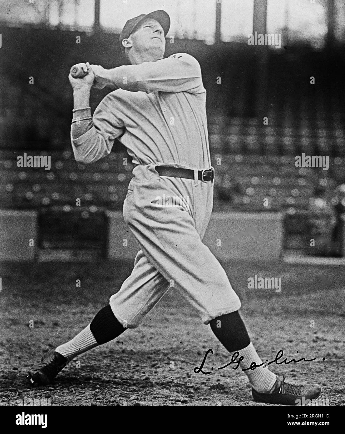 Goose goslin hi-res stock photography and images - Alamy