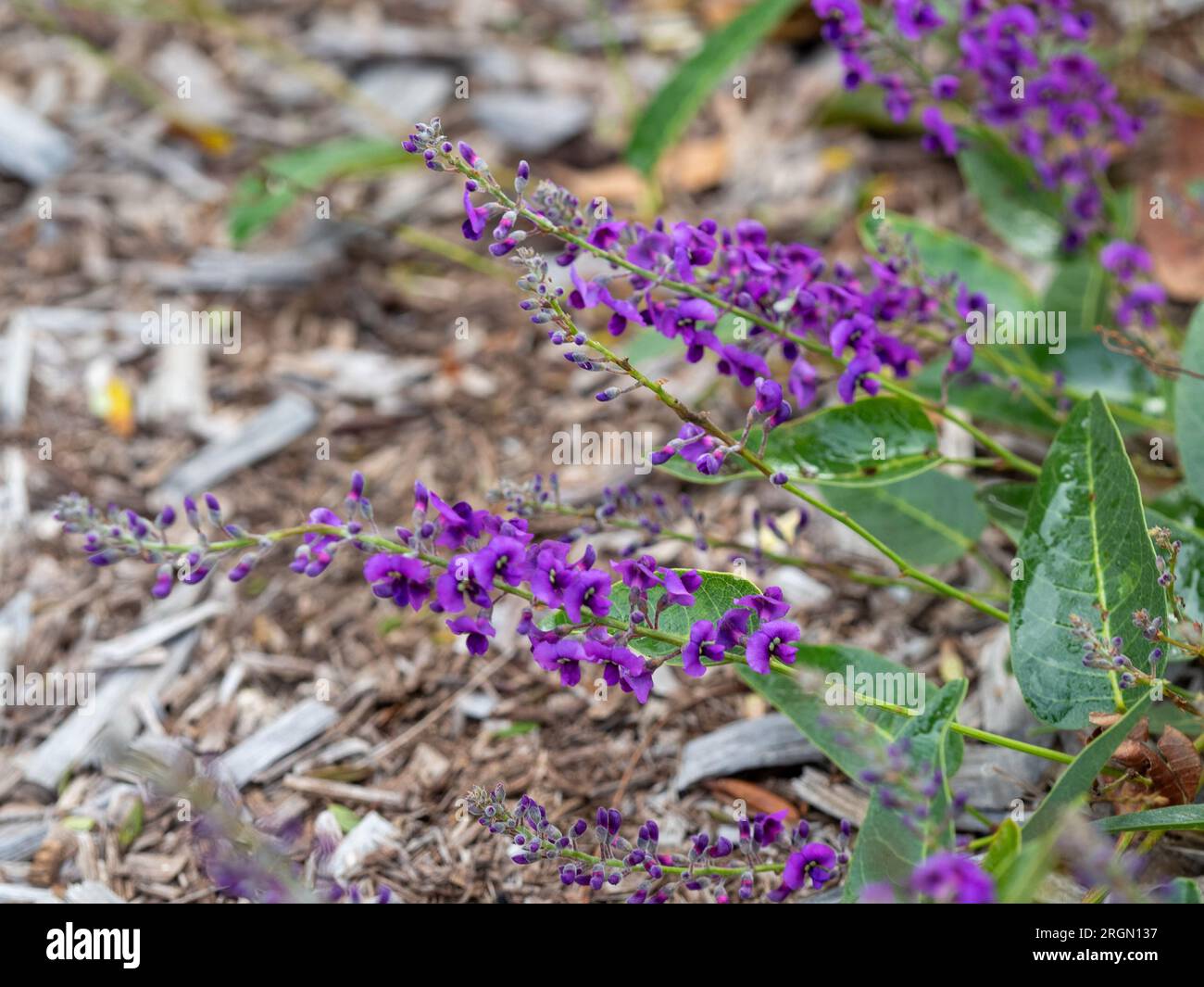 Purple flowers of the Hardenbergia aka Happy wanderer, an Australian ...