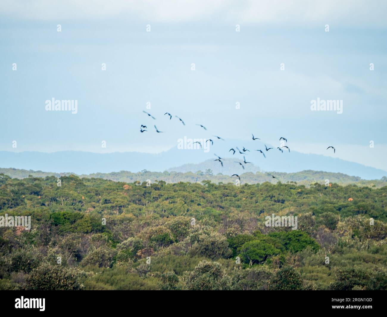 Birds flying flapping over canopy hi-res stock photography and images ...