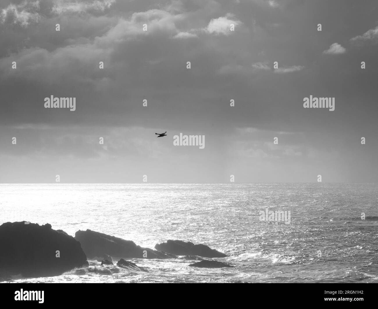 Magical and dramatic grey storm clouds hover and a sea bird flying over ...