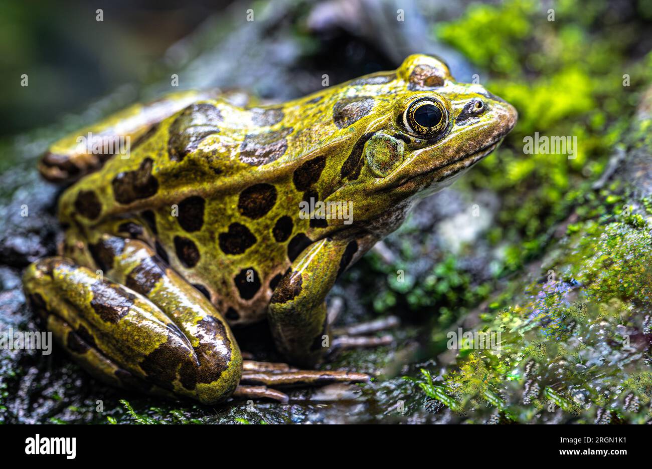 Northern Leopard Frog (Lithobates pipiens Stock Photo - Alamy