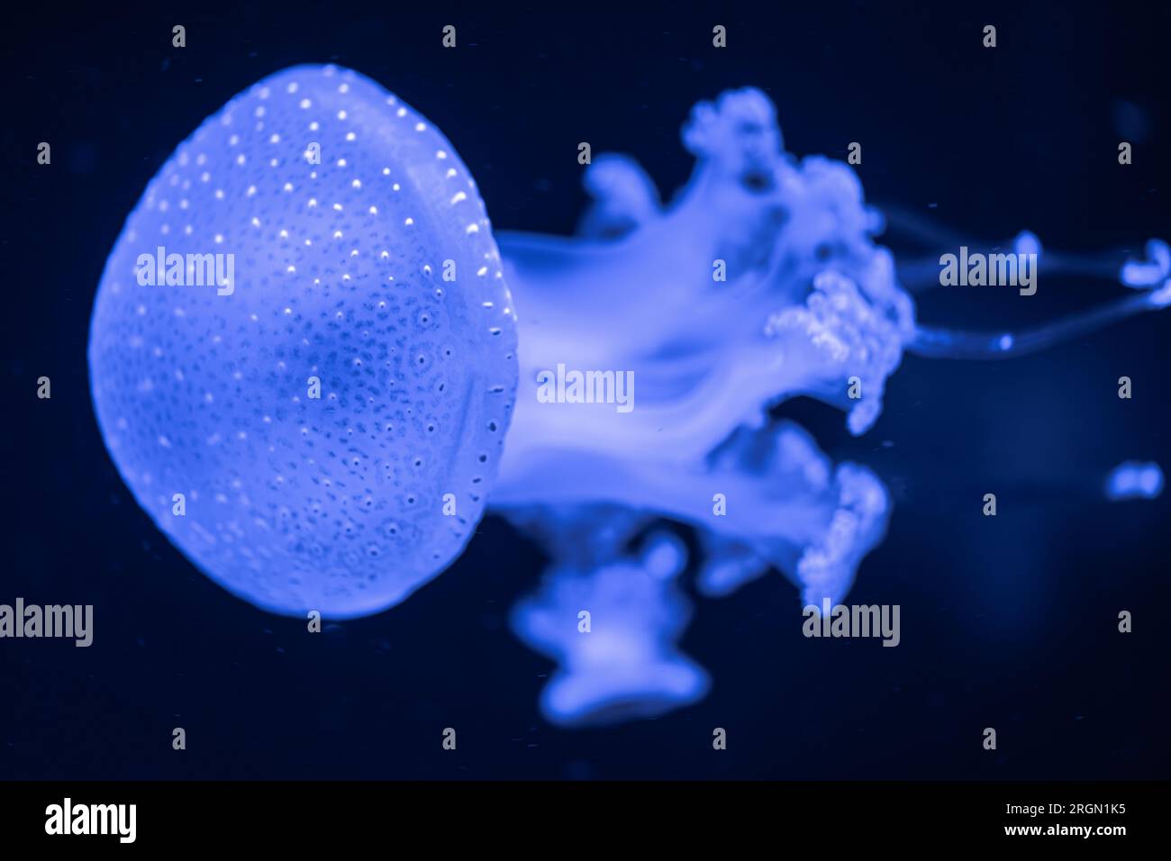 Australian spotted jelly hi-res stock photography and images - Alamy