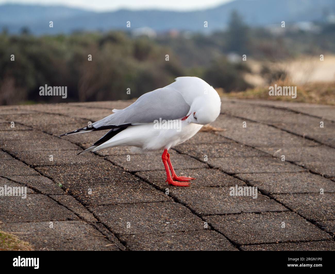 Standing foot ring hi-res stock photography and images - Alamy