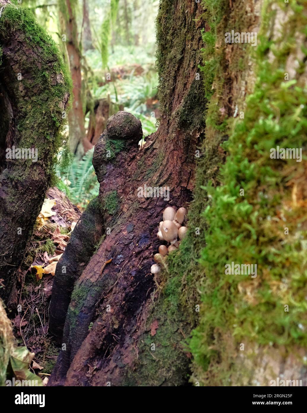 Wild mushrooms on maple tree burl Stock Photo - Alamy
