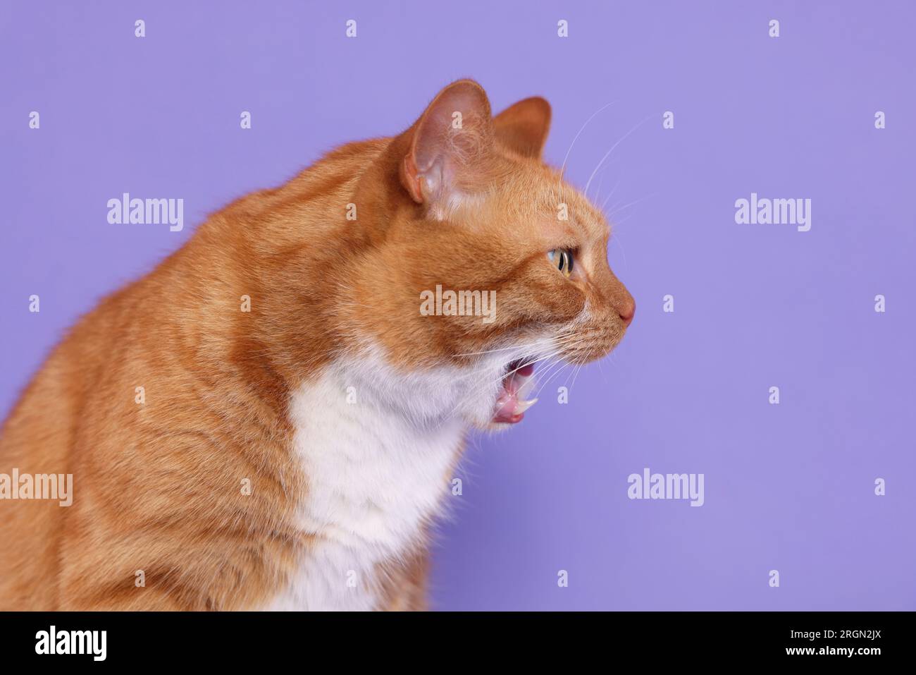 Cute cat showing tongue on lilac background Stock Photo - Alamy