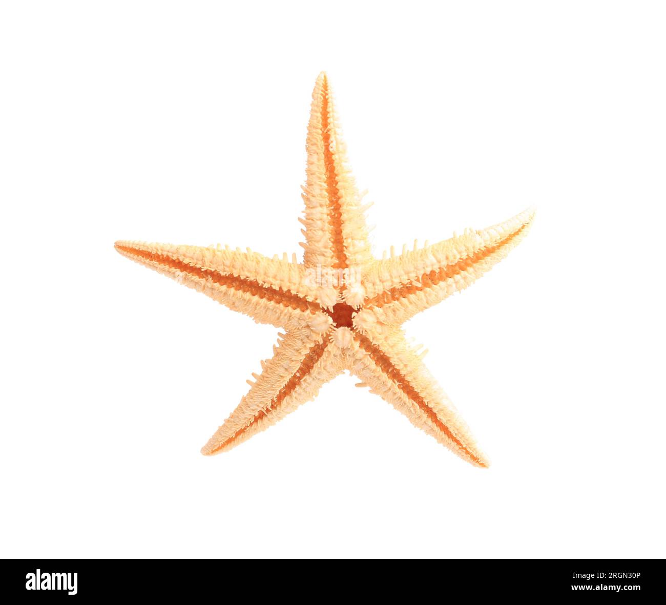 Beautiful sea star (starfish) isolated on white Stock Photo - Alamy