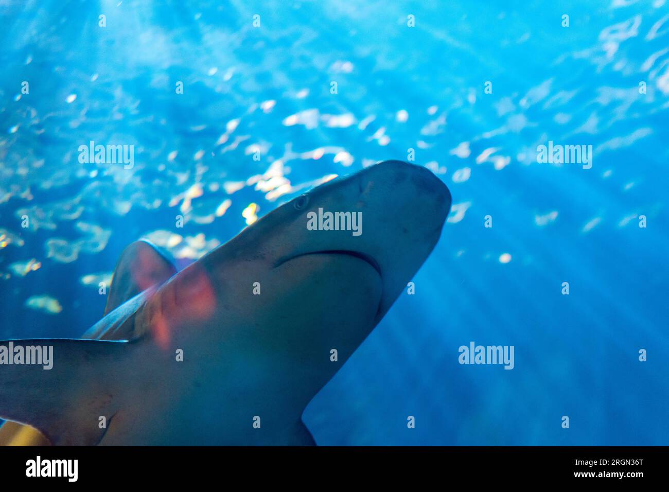 Sharkpassion hi-res stock photography and images - Alamy