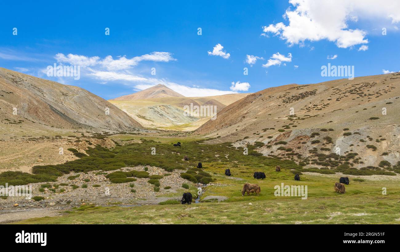 Fauna of ladakh hi-res stock photography and images - Alamy