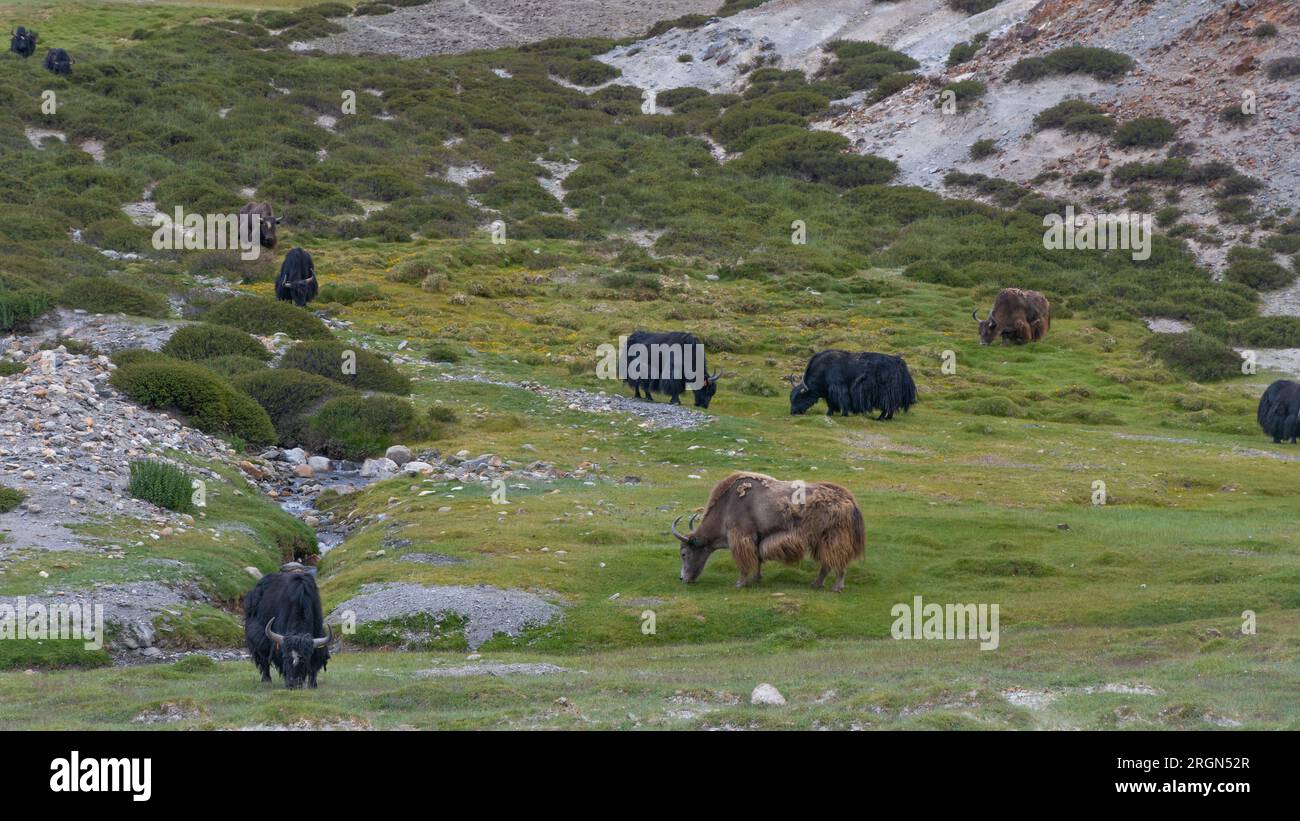 Fauna of ladakh hi-res stock photography and images - Alamy