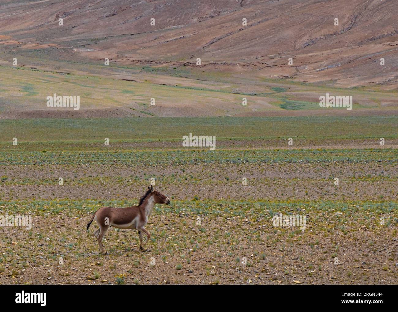 A lone kiang also known as Tibetan wild ass in the grasslands of Ladakh ...