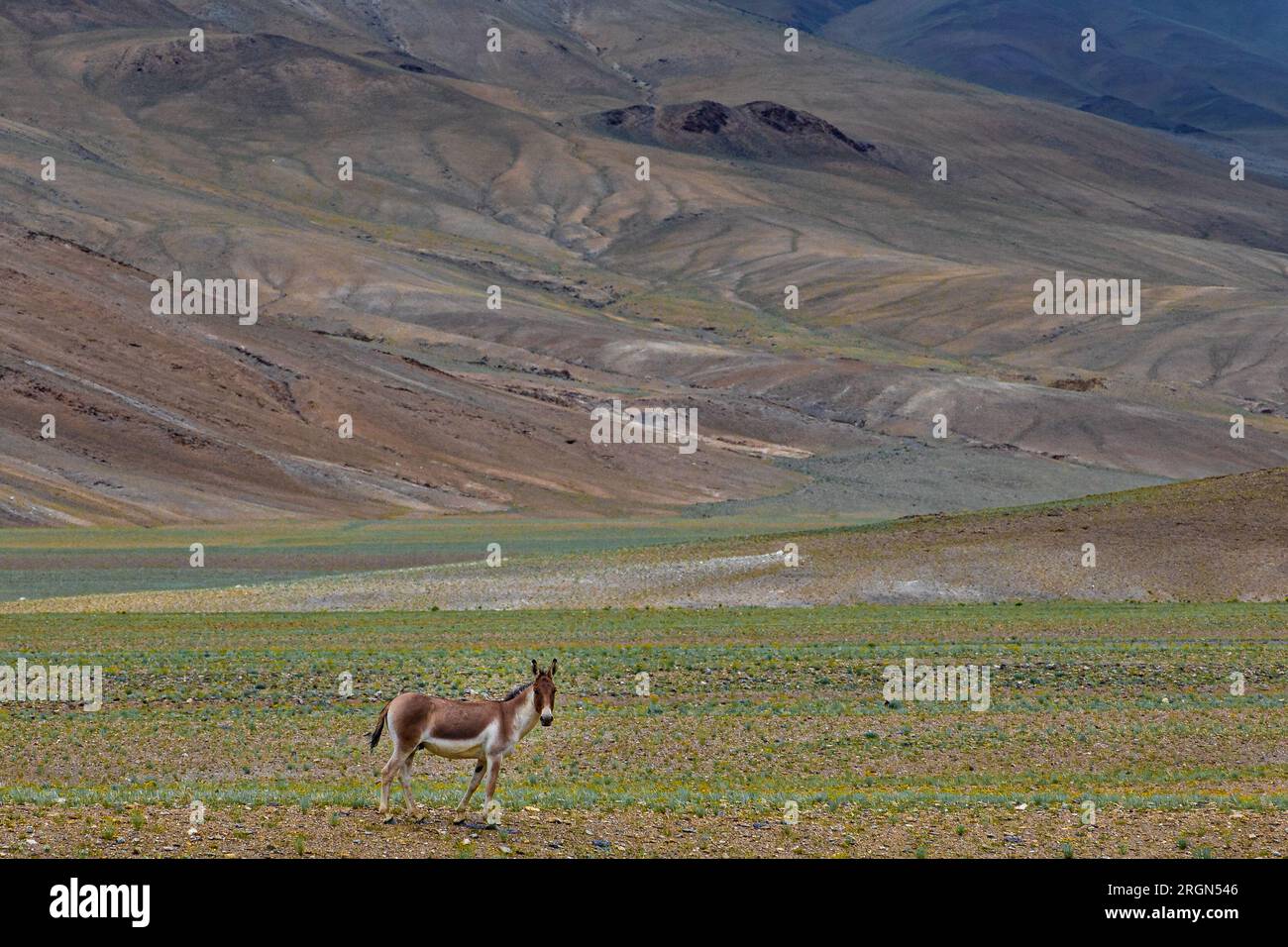 A lone kiang also known as Tibetan wild ass in the grasslands of Ladakh ...