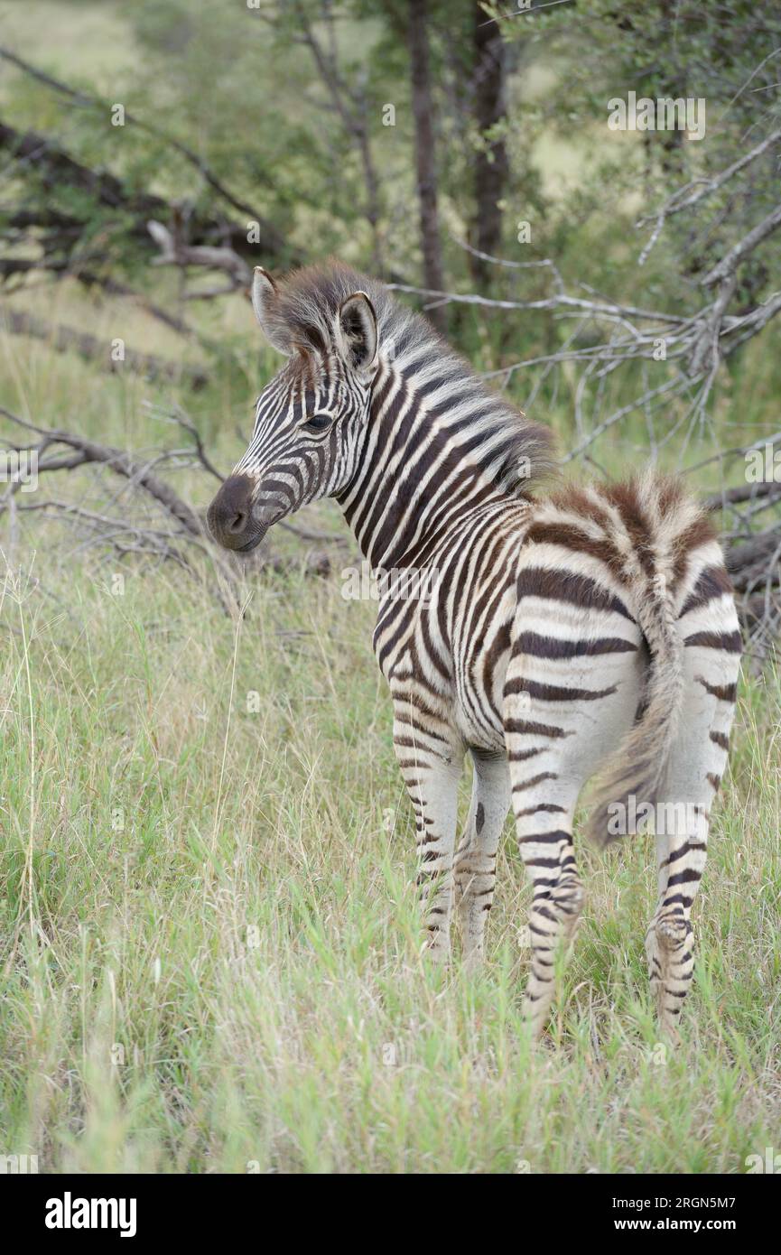 Young Burchells zebra in the Kruger National Park, South Africa ...