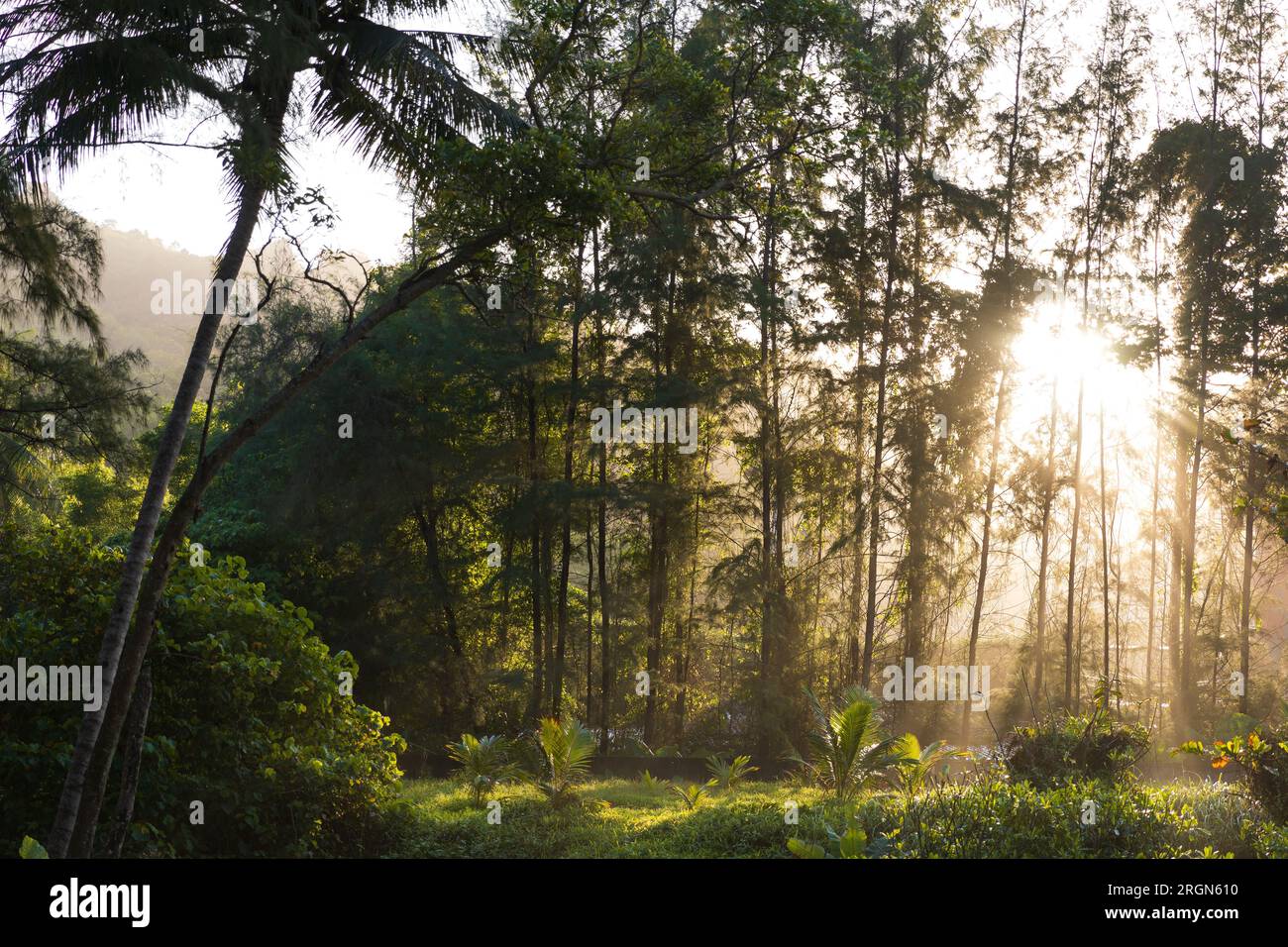 Morning scene of golden sunlight shining through tall trees in natural ...