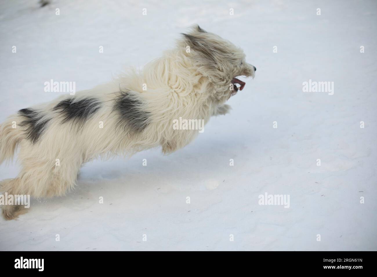 Dog running through snow sticking out its tongue. Dog's walk. Pet in ...