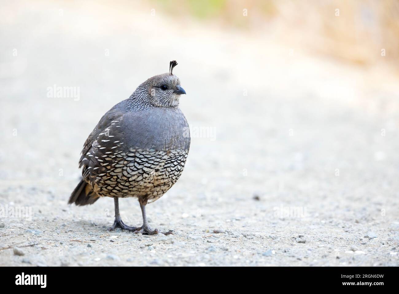 California Quail Adult Hen Female Stock Photo - Alamy