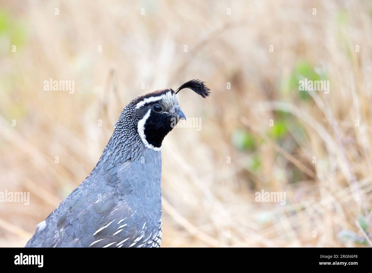 California quail portrait hi-res stock photography and images - Alamy