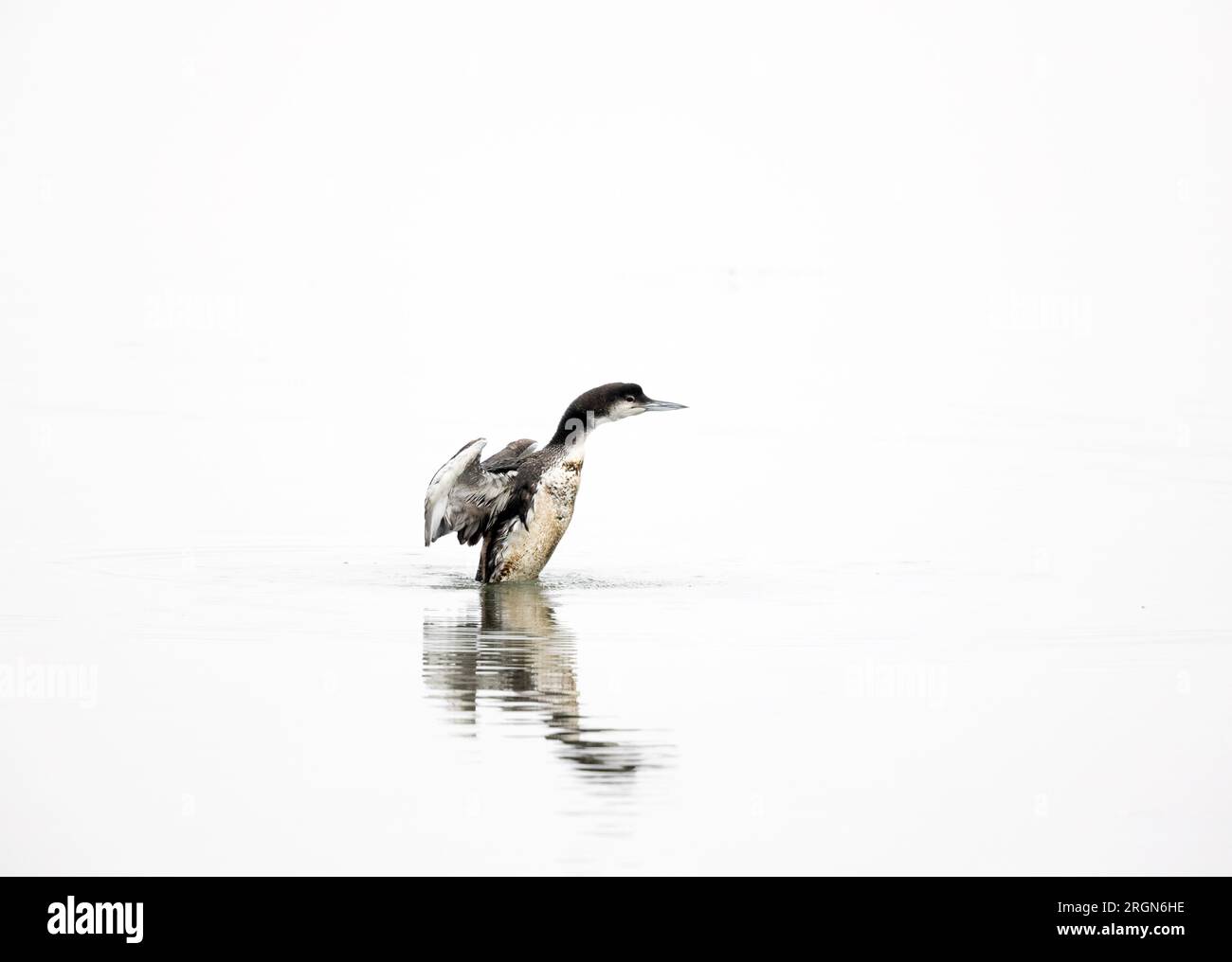 Common Loon Flapping Hi Key Stock Photo - Alamy