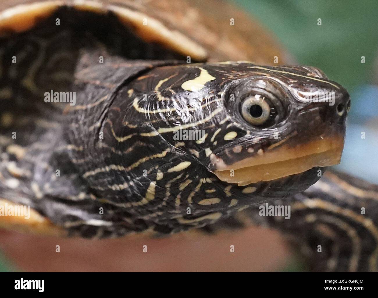 New hamburg on a map hi-res stock photography and images - Alamy