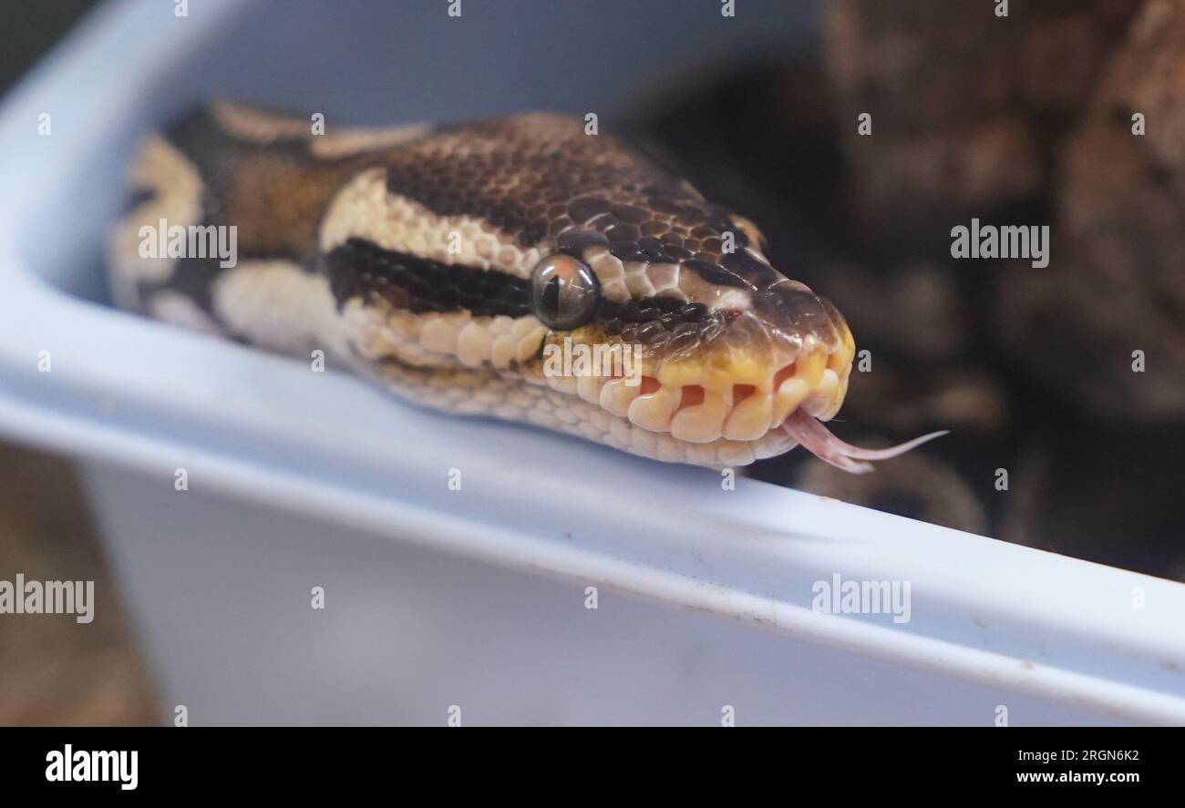 King python hi-res stock photography and images - Alamy