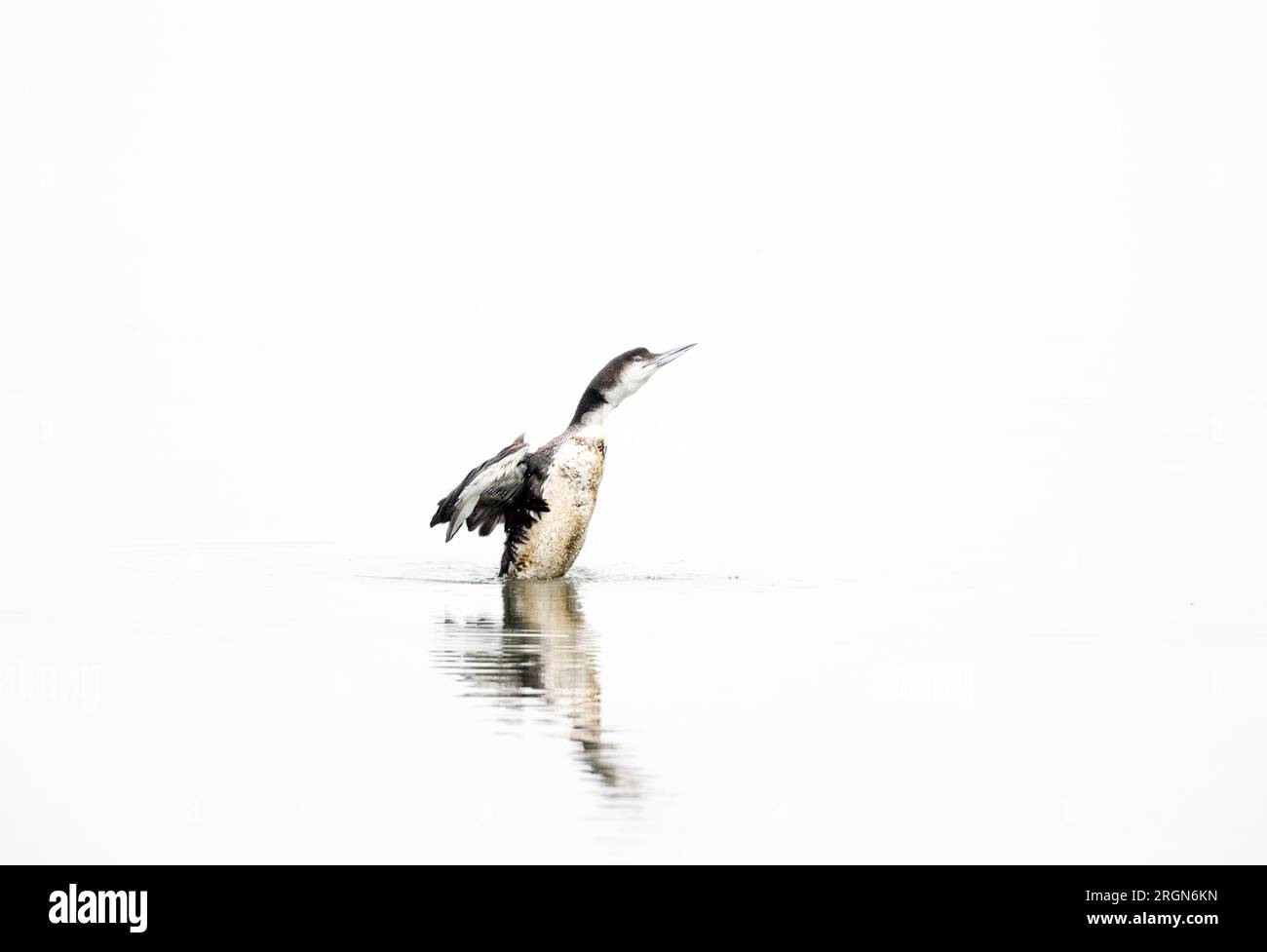 Common Loon Flapping Hi Key Stock Photo - Alamy