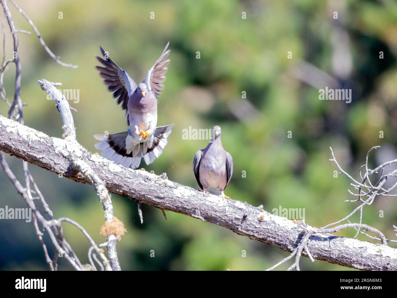 Landing dove hi-res stock photography and images - Alamy