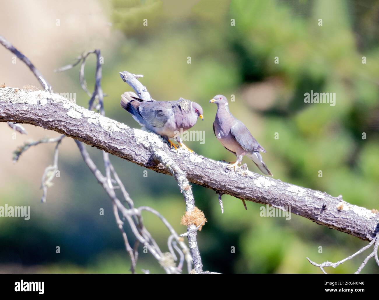 Collared dove pair hi-res stock photography and images - Alamy