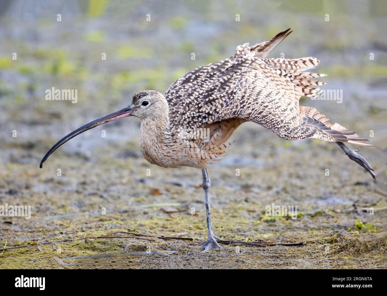 Long billed curlew stretching wing hi-res stock photography and images ...