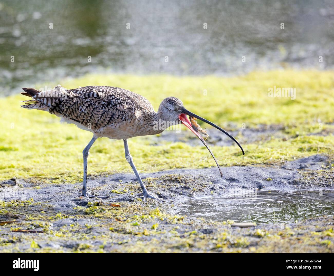 Long billed Curlew Swallowing Large Crustacean Stock Photo - Alamy
