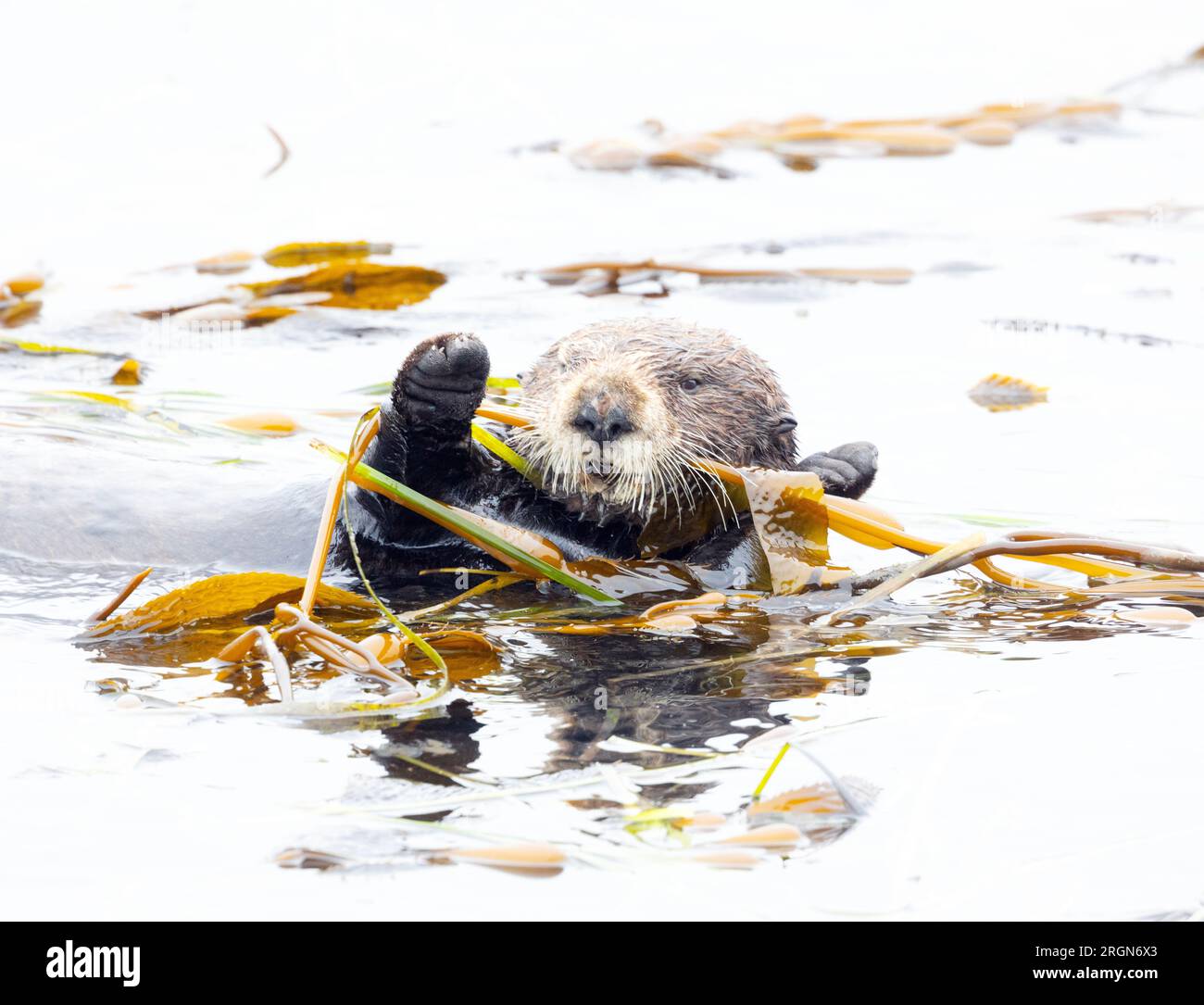 Sea otter in kelp hi-res stock photography and images - Alamy
