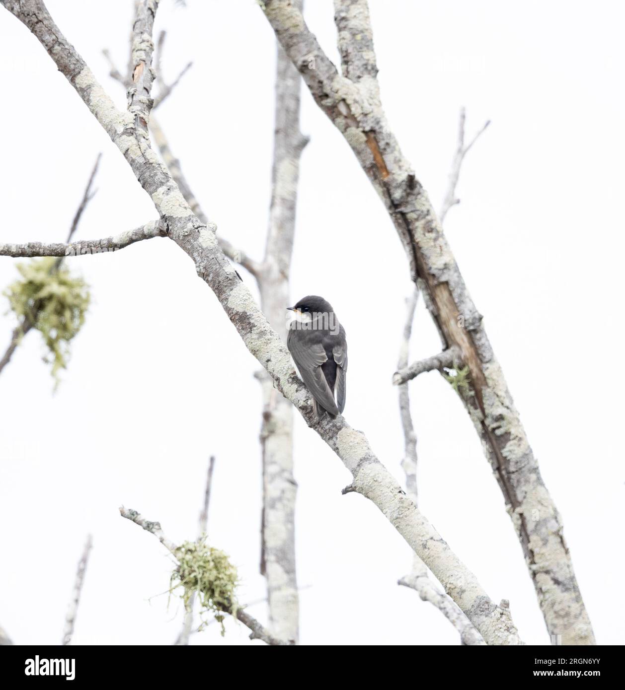 Tree Swallow Juvenile Stock Photo - Alamy