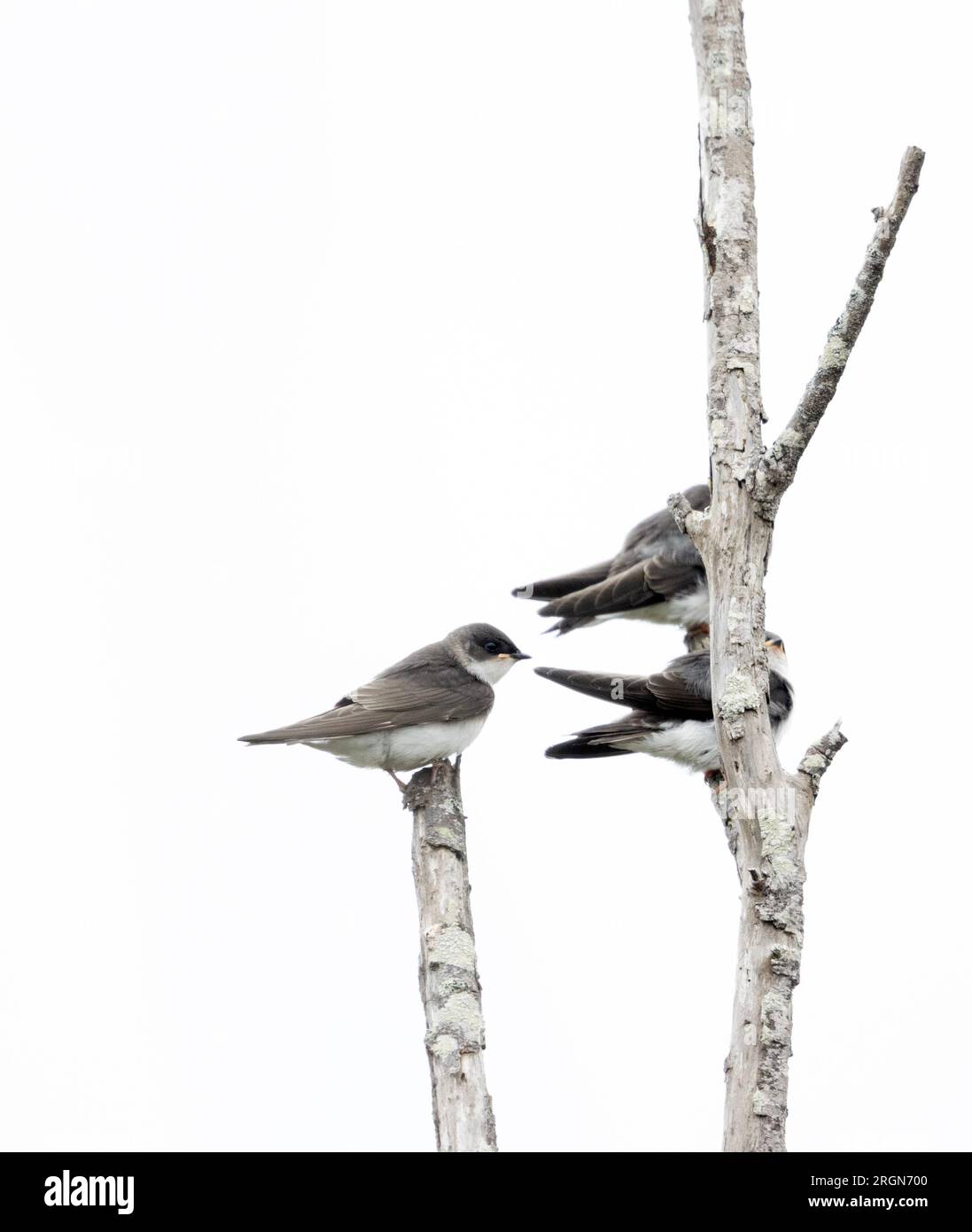 Tree Swallow Juvenile Stock Photo - Alamy