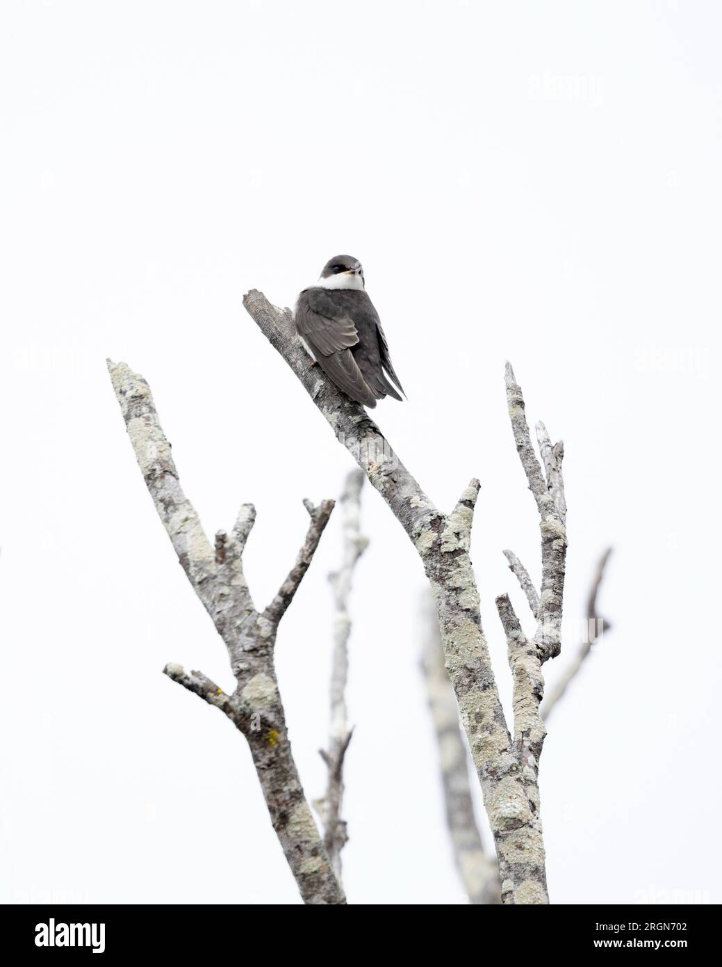 Tree Swallow Juvenile Stock Photo - Alamy