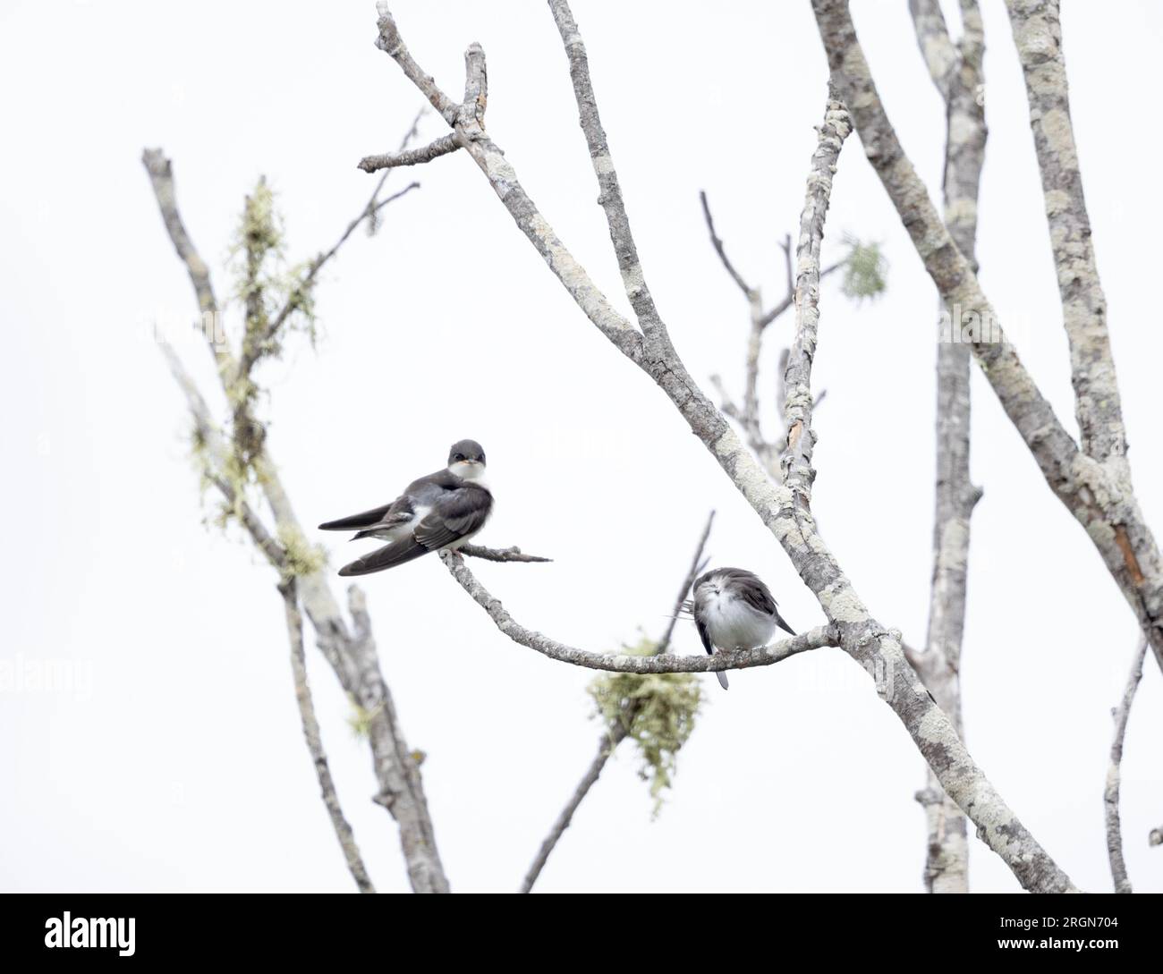 Tree Swallow Juvenile Stock Photo - Alamy