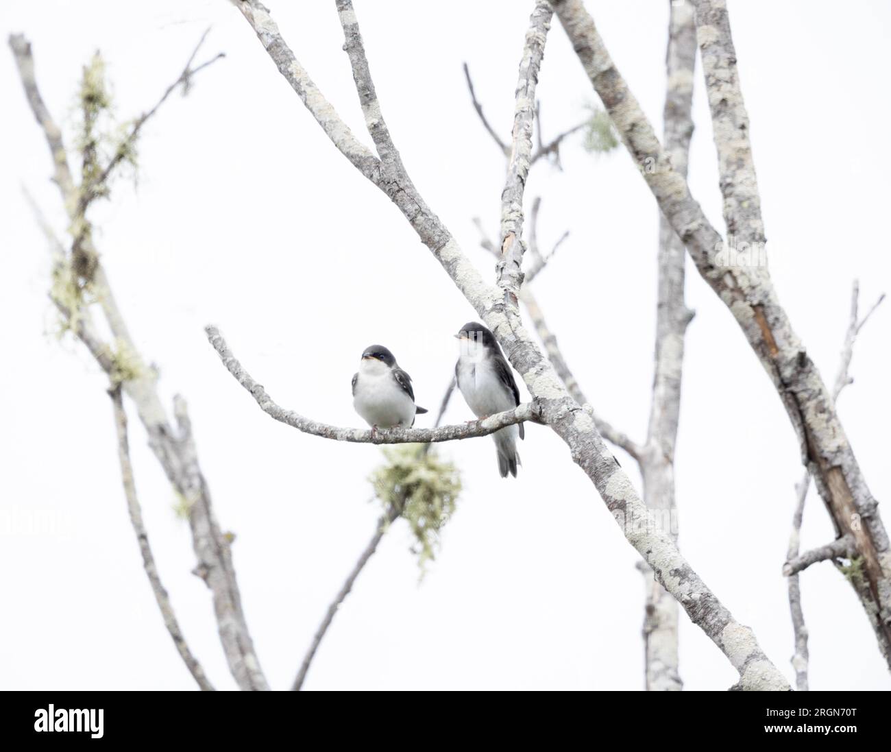 Two tree swallow juveniles hi-res stock photography and images - Alamy