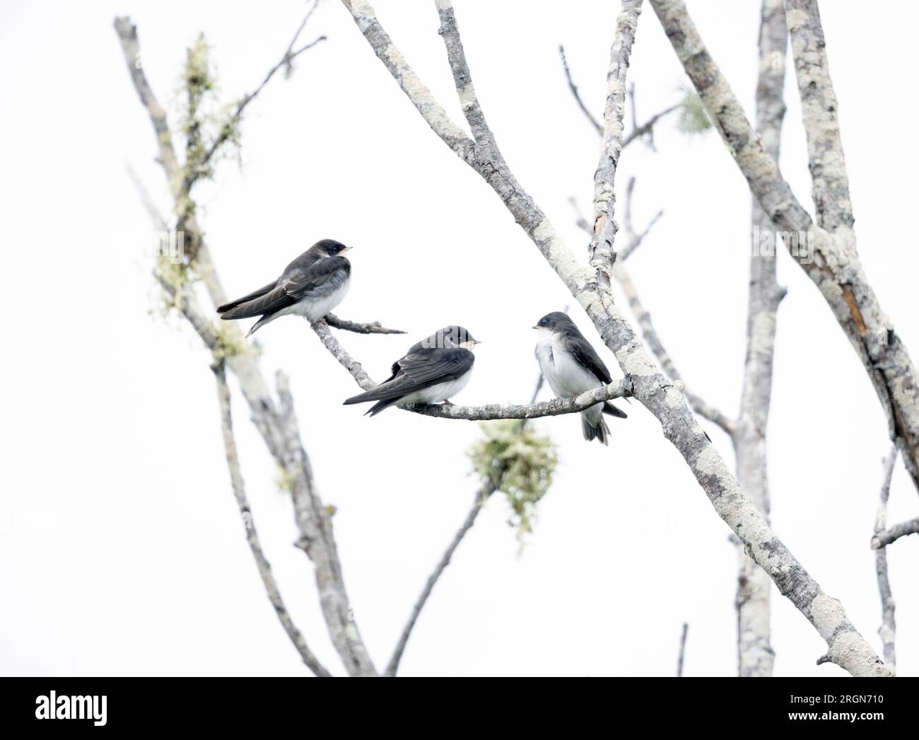 Tree Swallows Juveniles Stock Photo - Alamy