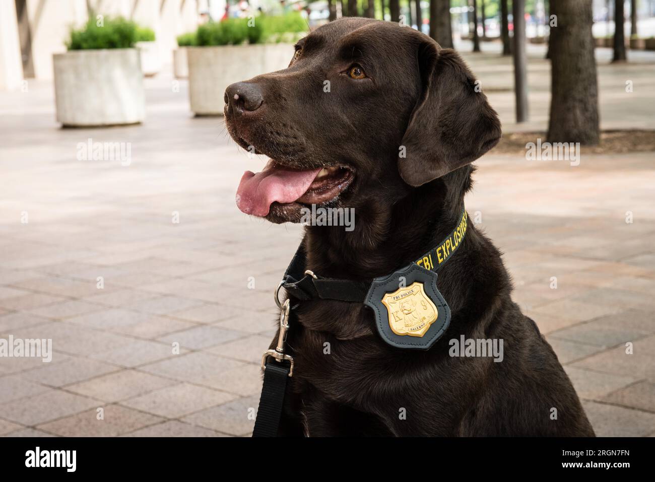 Fbi police k9 salerno hi-res stock photography and images - Alamy