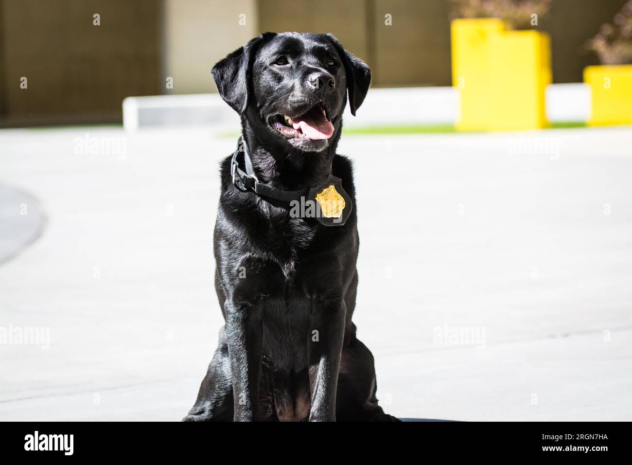 Fbi dog massa hi-res stock photography and images - Alamy