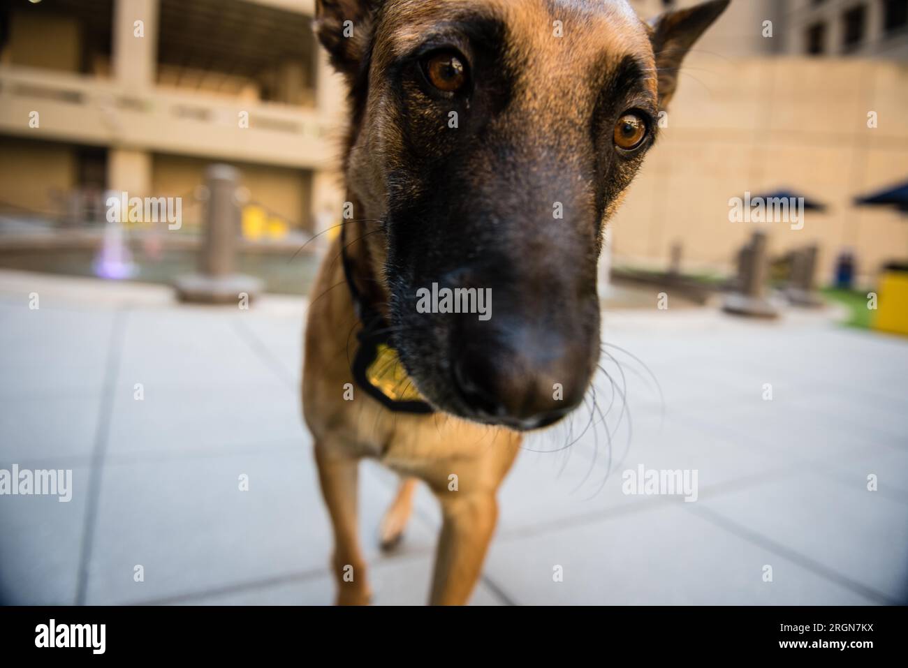 Fbi police k9 titan hi-res stock photography and images - Alamy