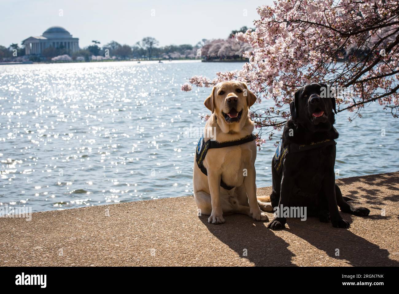 Reportage: Operational canines (K9 Dogs) of the FBI (March 2016) - Wally and Giovanni (Gio) are ...