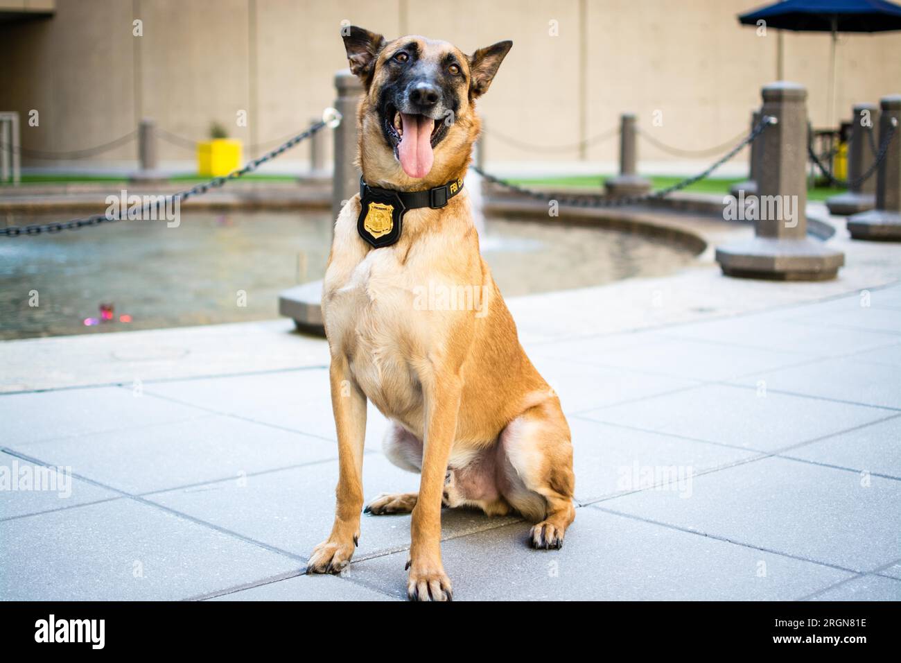 Fbi police k9 titan hi-res stock photography and images - Alamy