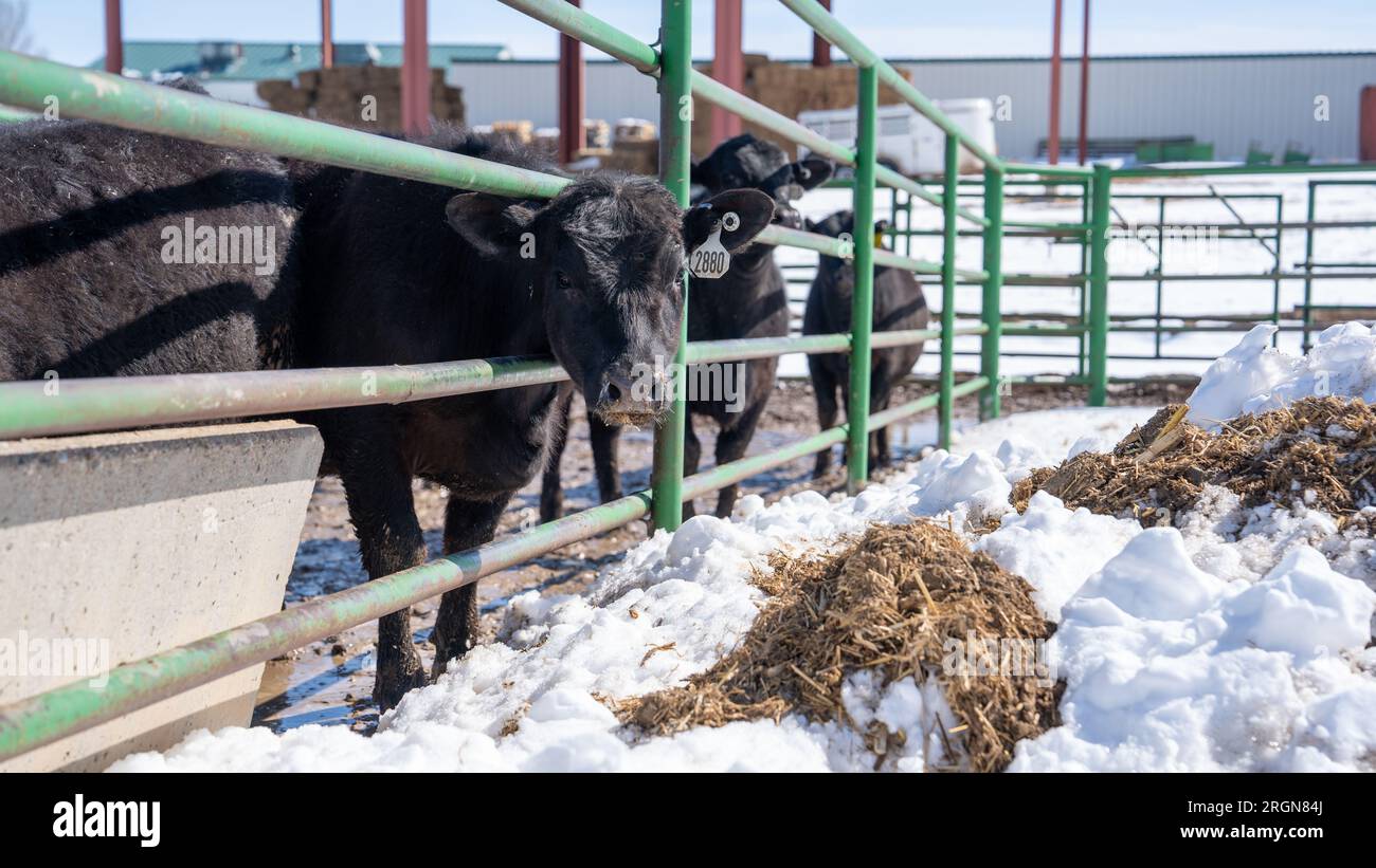 Reportage: USDA Cattle & Carcass Training Center (CCTC) located at ...