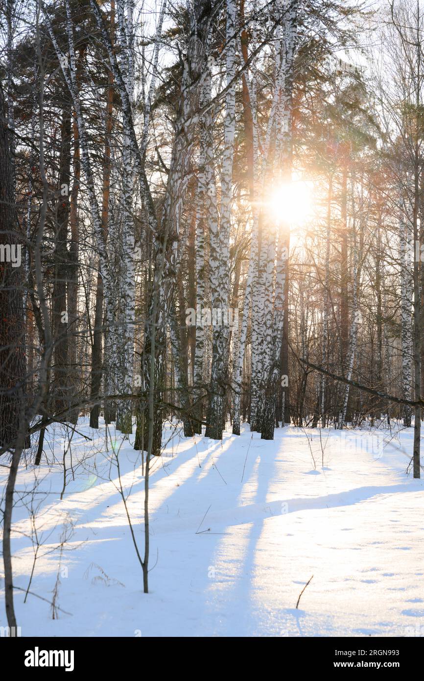 Birches and pines in the forest cast shadows on the snow from the ...