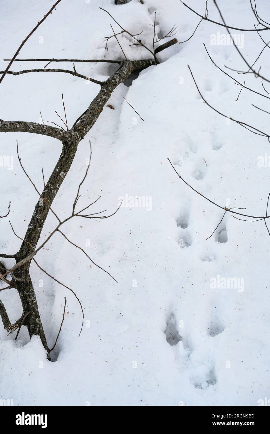 Hare tracks hi-res stock photography and images - Alamy
