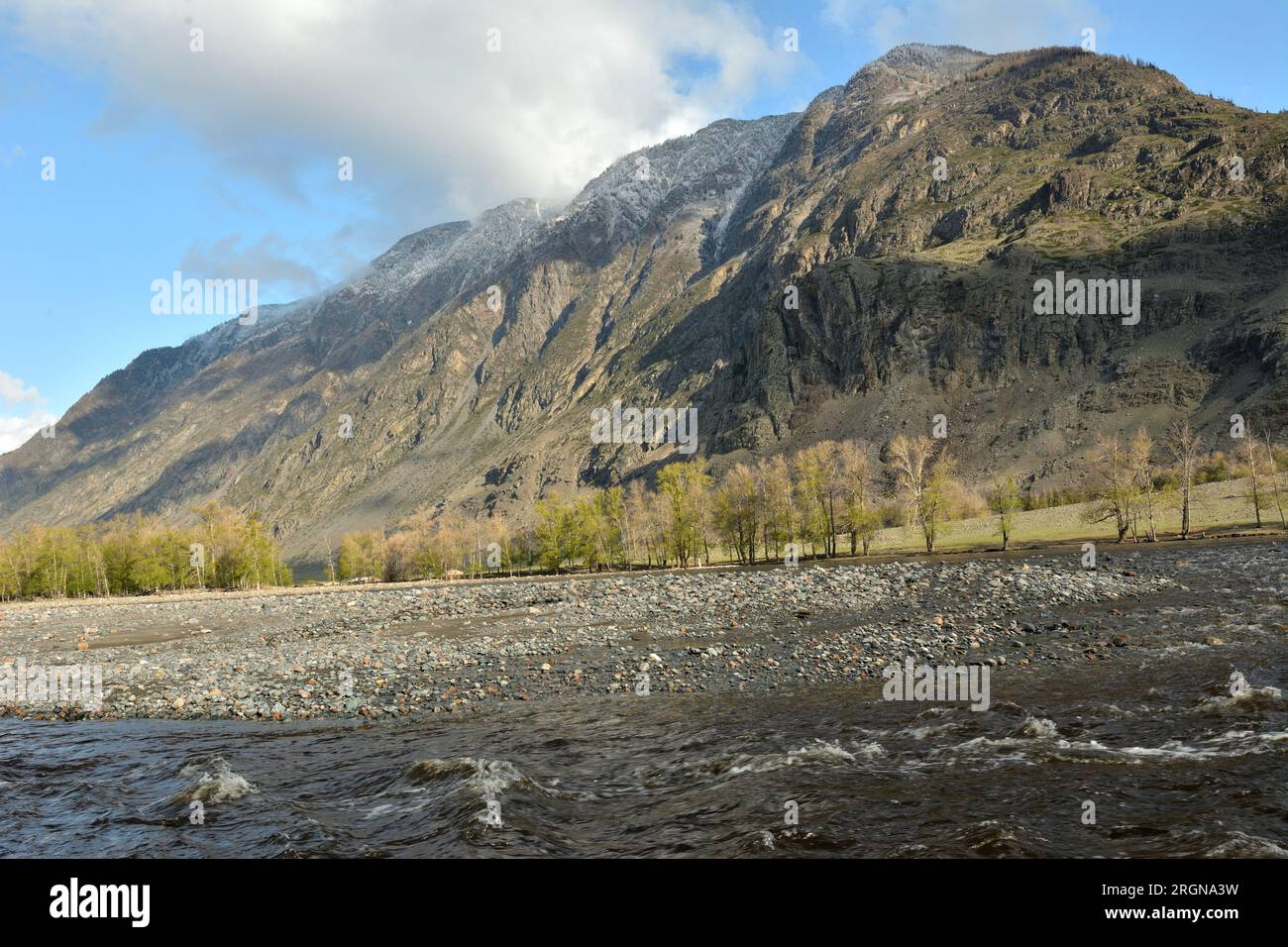 A shallow and stormy wide river flows along a rare spring forest at the ...