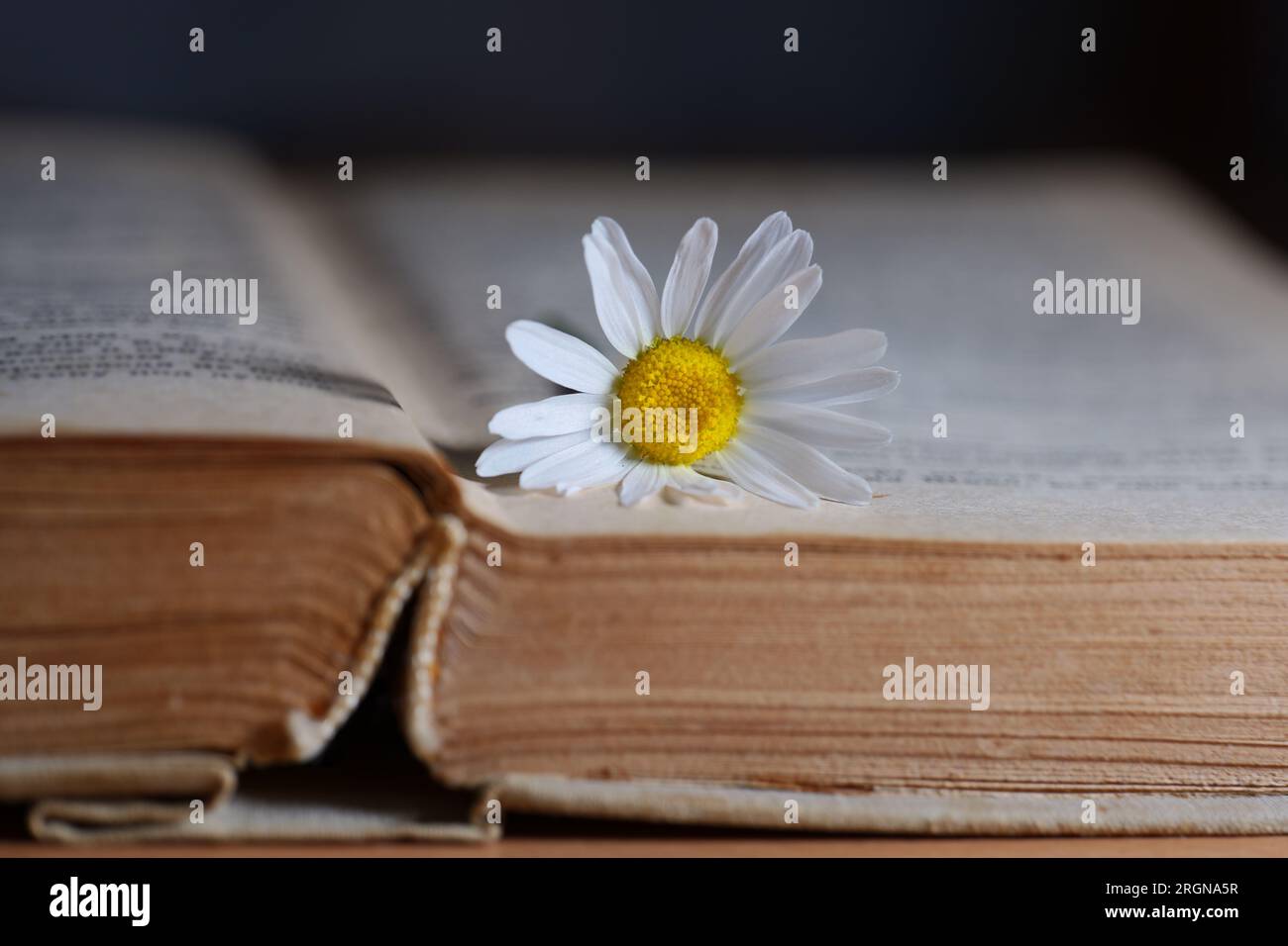 Daisy on open book hi-res stock photography and images - Alamy