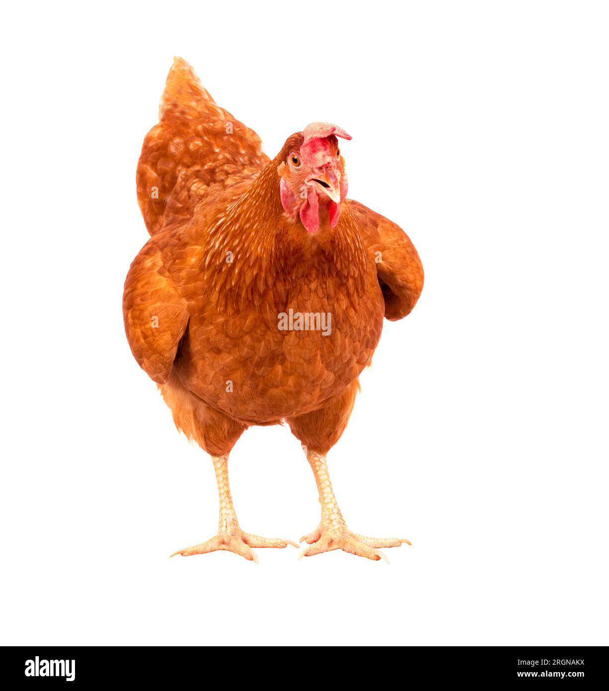 full body of brown chicken ,hen standing isolated white background use ...