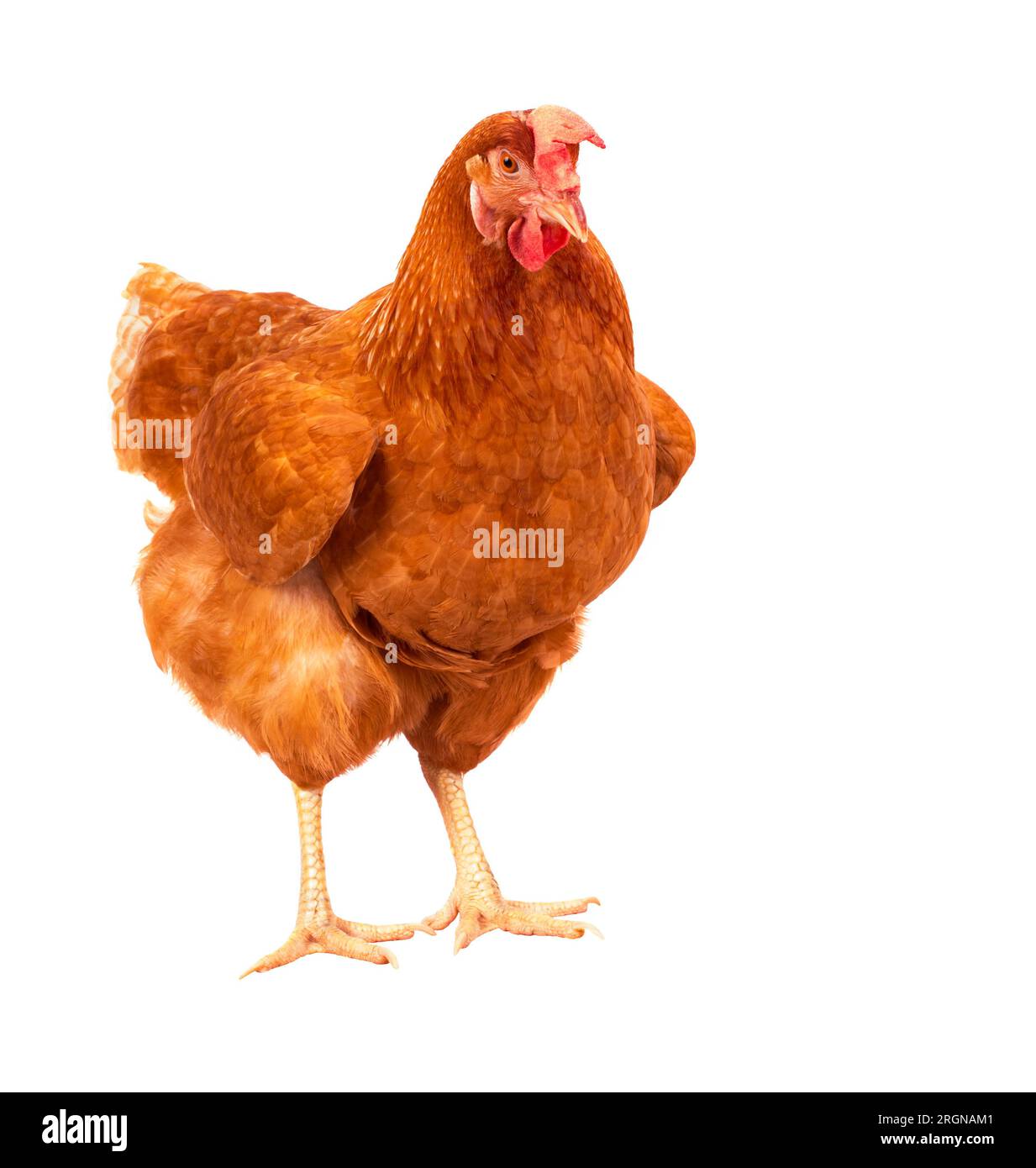 full body of brown chicken hen standing isolated white background use ...