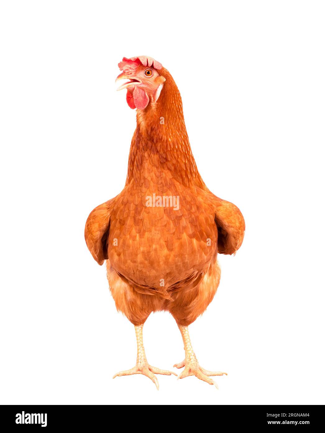 full body of brown chicken ,hen standing isolated white background use ...