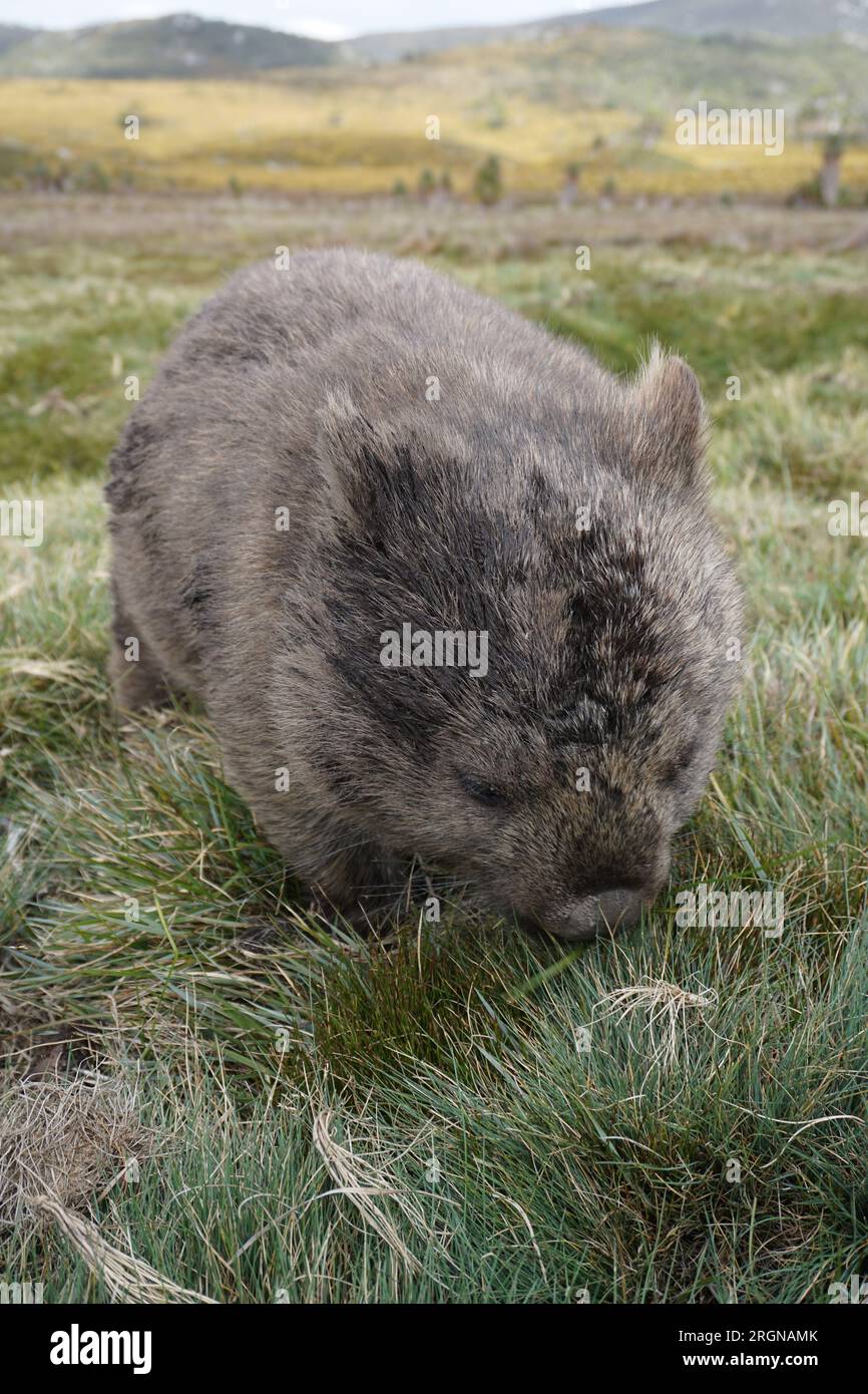 Mammal wombat hi-res stock photography and images - Alamy