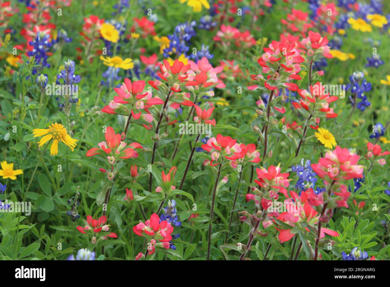Texas Wildflowers in Spring Stock Photo - Alamy